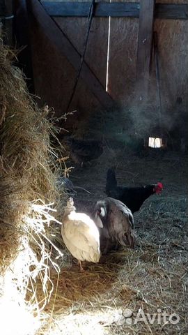 Куры несушки