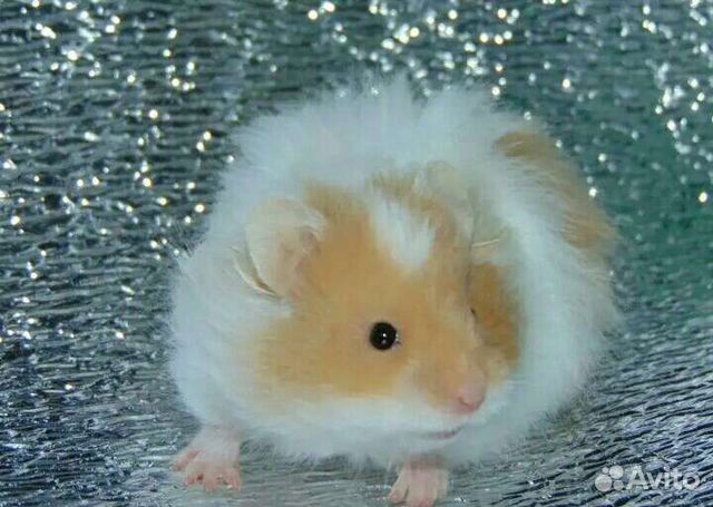 Сирийские хомячата