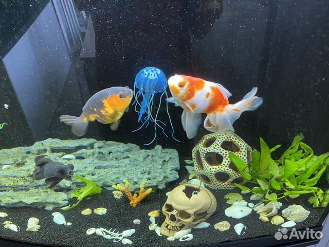 Золотые рыбки большие