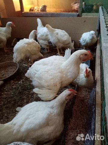Куры бройлеры живым весом