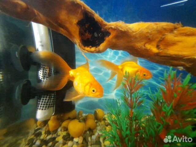 Три золотые рыбки. Обмен на мелких