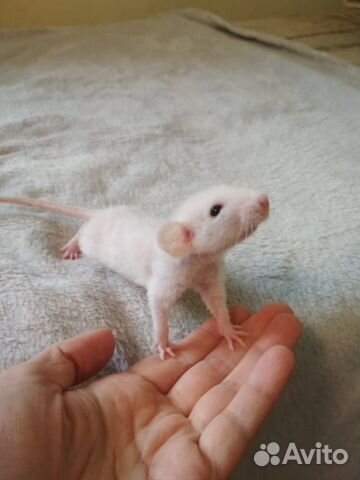 Крысята дамбо айвори мальчики