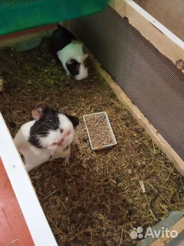 Морская свинка с клеткой