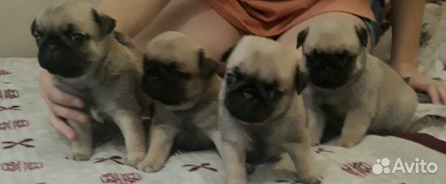 Щенки мопса