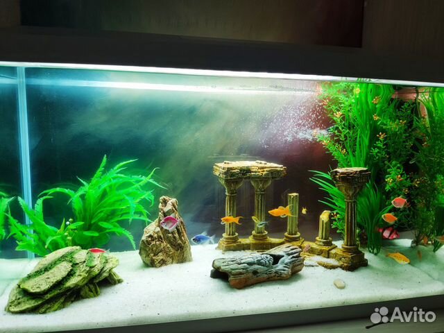 Аквариумные рыбки