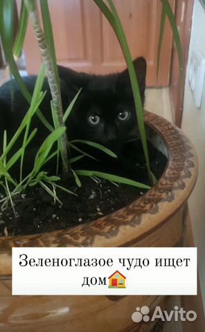 Отдам бесплатно