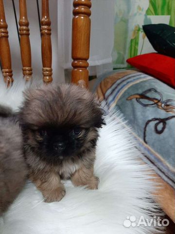 Щеночки пекинеса