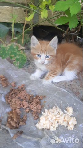 Голубоглазый рыжий мальчик в добрые руки