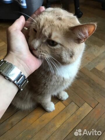 Рыжий котик в добрые руки, кастрирован 2года