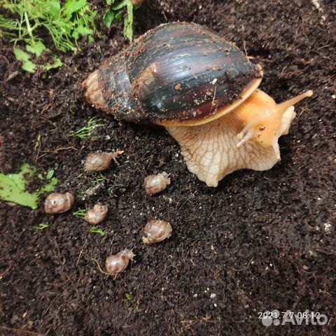 Улитки ахатины