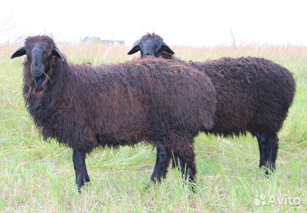 Продаю баранину живым весом