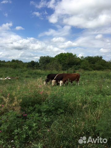 Продаются тёлки