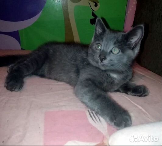 Котенок Гриша 4 мес