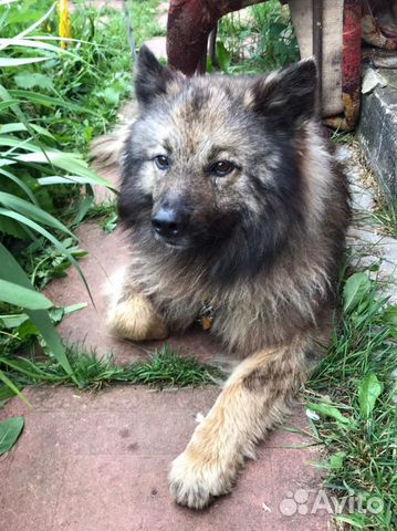 Собака-оберег