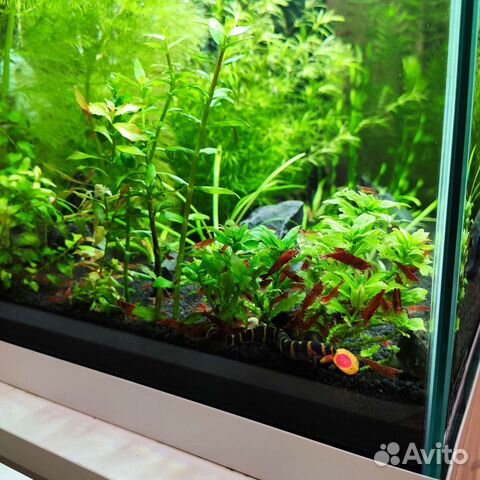 Креветки вишни (cherry) растения