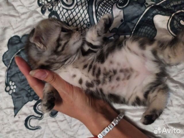 Шотландская