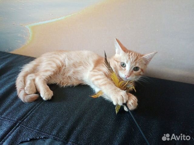 Котёнок в добрые ручки