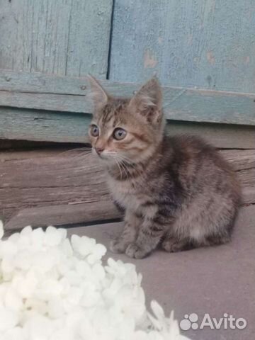 Котенок
