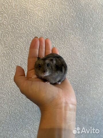 Джунгарский хомяк+клетка для хомяка