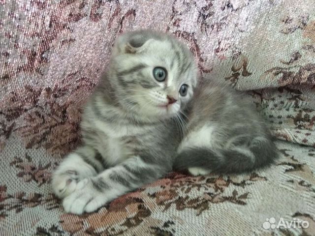 Шотландские девчата