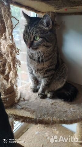 Отдам кота Тигру