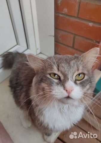 Найден кот, назвала Китан