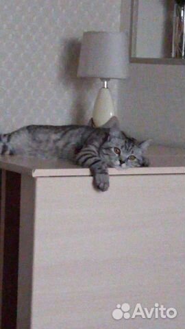 Кот 7мес. с лотком и когтеточкой в добрые руки