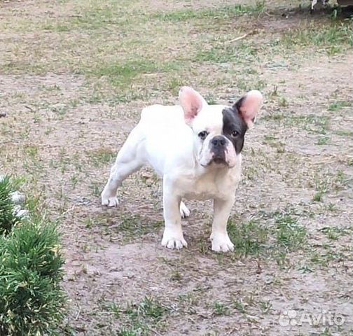 Шикарные французские бульдожки