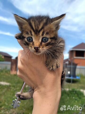 Котята папа бенгал +мама красотка