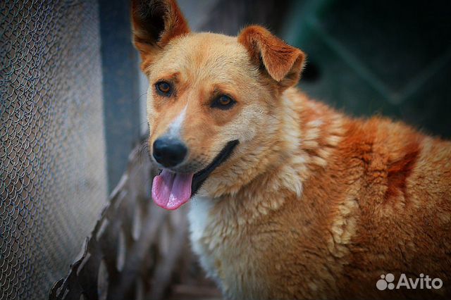 Роби в добрые руки