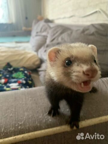 Продается хорек