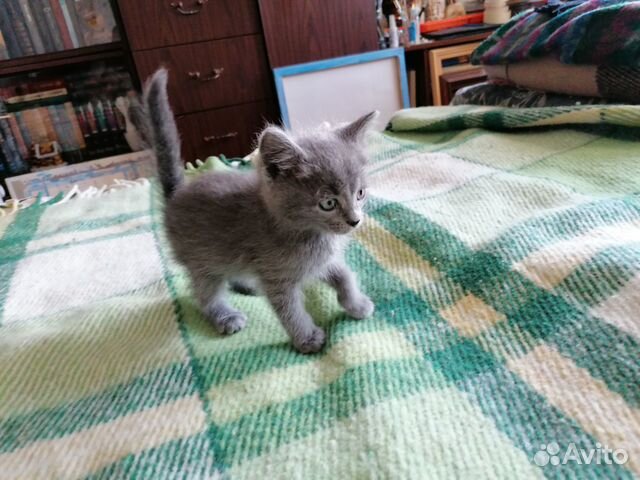 Серый котенок мальчик (метис Британца)