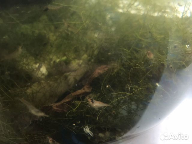 Криветки Вишня