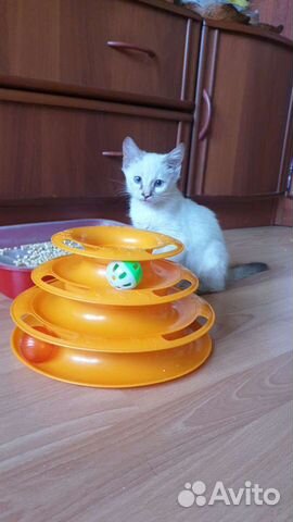 Котенок девочка в добрые руки