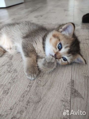 Предлагаем к продаже котят от шотландской вислоухо