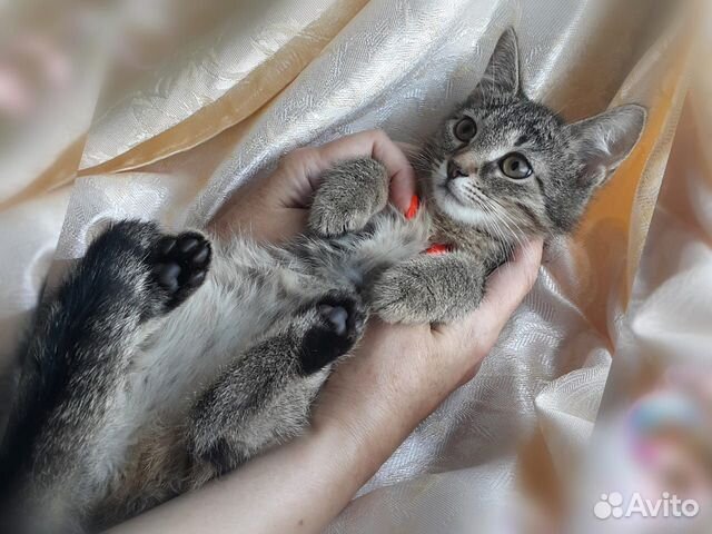 Ласковый Котенок ищет добрые руки