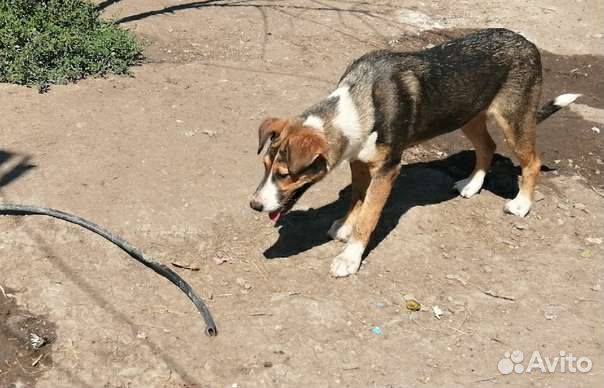 Собака стерилизованная