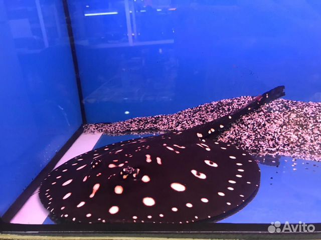 Скат леопольди