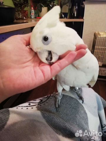 Соломлнский какаду