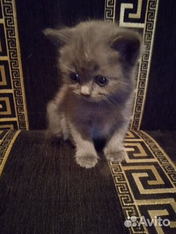 Котята британцы