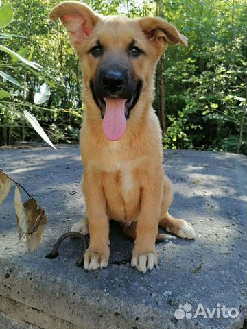 Рыжий крепыш Геракл