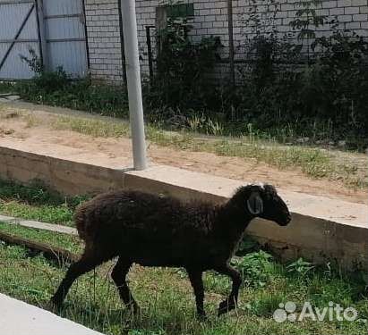 Курдючные бараны овцы