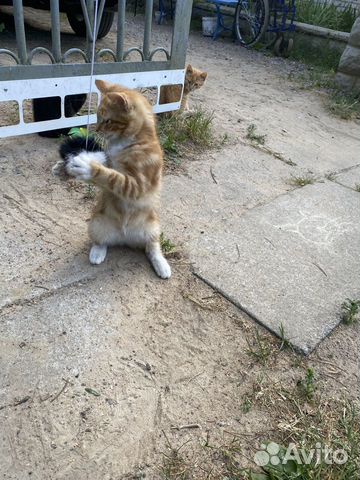 Очаровательные котята