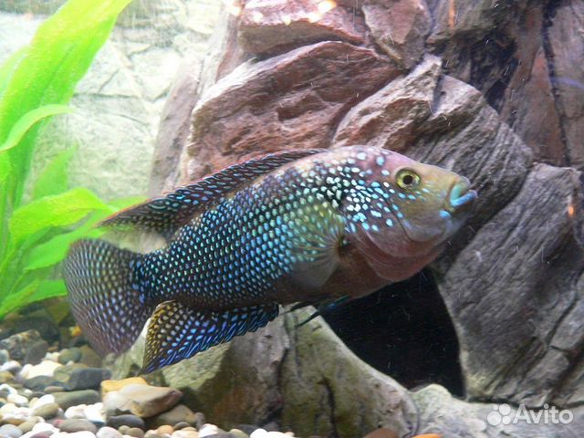 Цихлиды большая пчёлка и еллоу