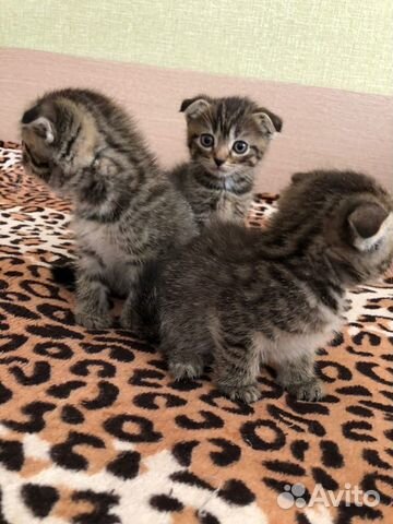 Шотландские котята