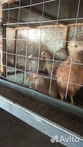 Куры несушки домашние