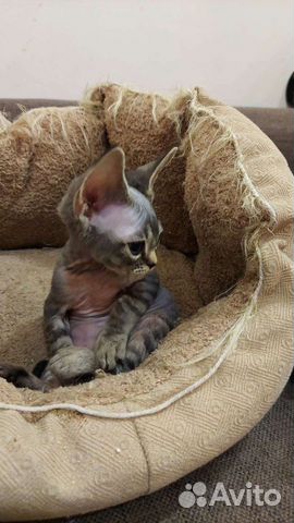 Кошечка Девон Рекс