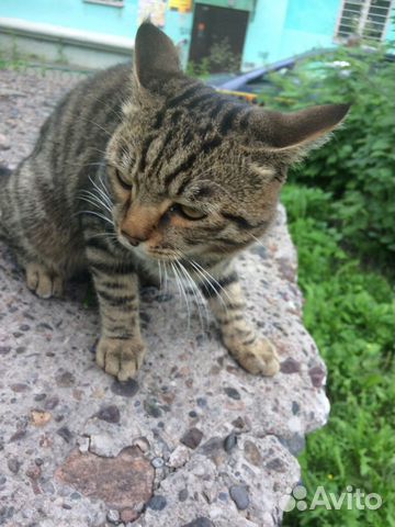 Кошки в добрые руки