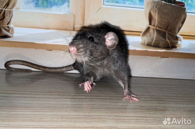 Крыса Дамбо Рекс Девочка