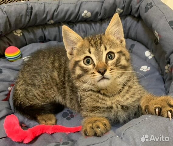 Котёнок в добрые руки